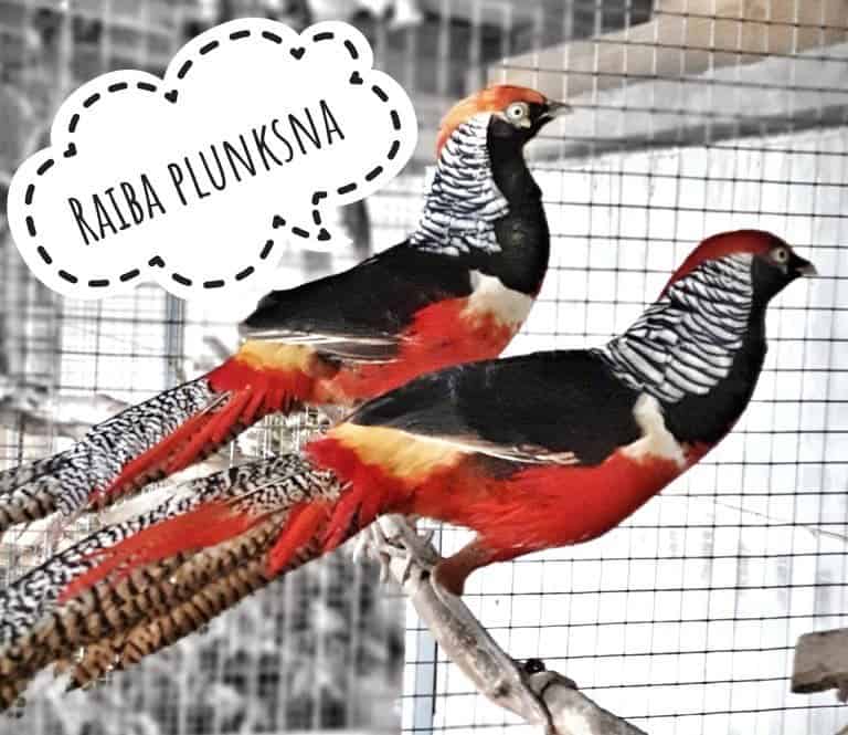 TOP 14 draugiškų vaikams sodybų su gyvūnais - Keliaujančios Mamos